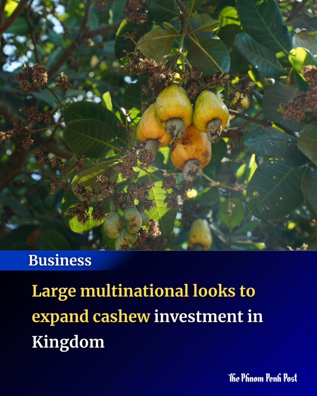 Large multinational looks to expand cashew investment in Kingdom | CAC